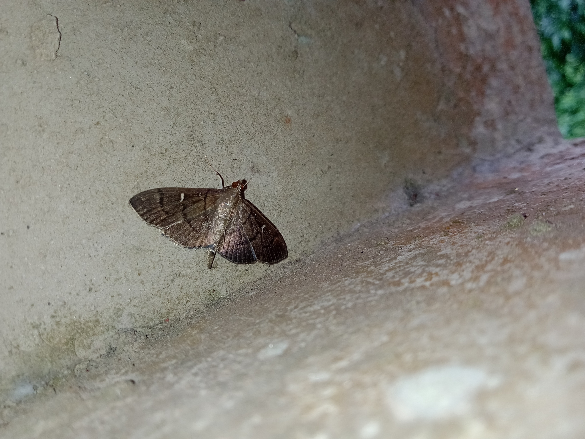 Pramadea Moore, 1888