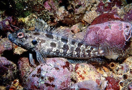 Trambollo Bravo (Labrisomus dendriticus) · iNaturalist Mexico