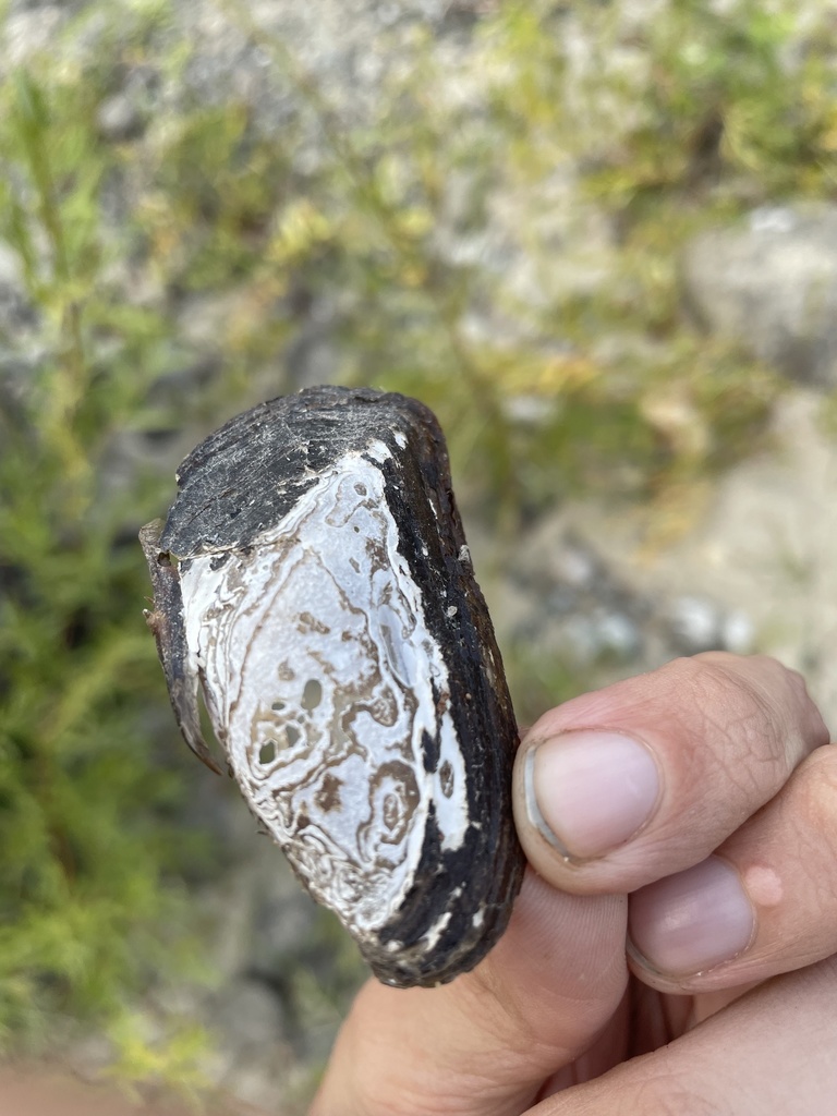Western Ridged Mussel in September 2021 by Eli Loftis · iNaturalist