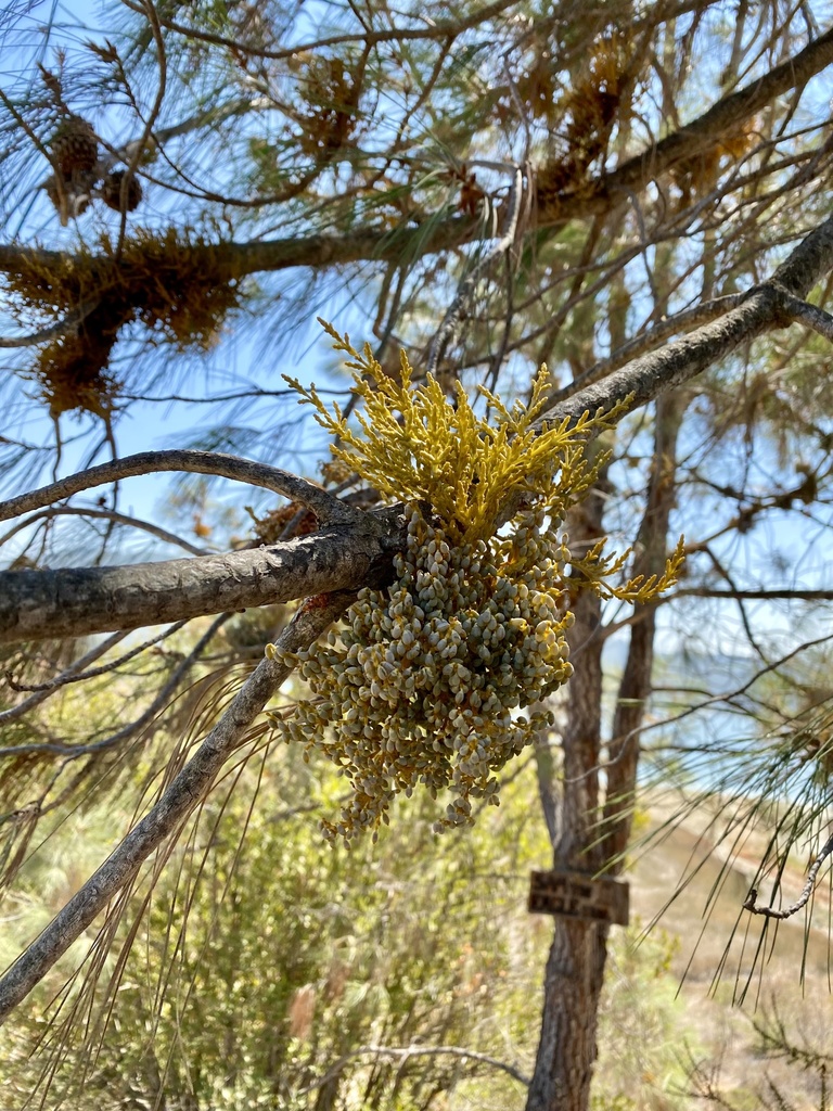 Western Dwarf-Mistletoe from Saint Helena, CA, US on September 4, 2021 ...