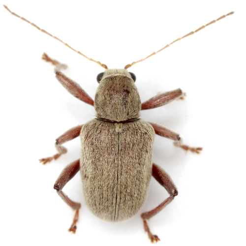 Grape Rootworm (Neofidia lurida) · iNaturalist