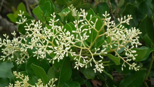 White Pear (Subspecies Apodytes dimidiata dimidiata) · iNaturalist