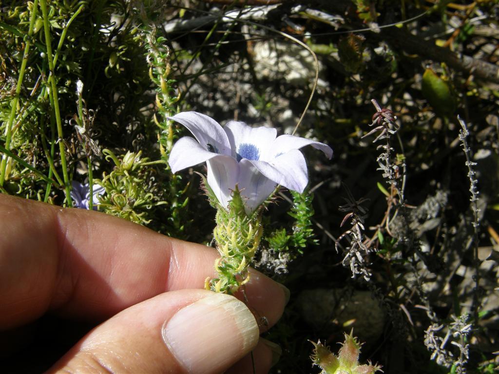 Blackrim Bell from Greyton Nature Reserve, Maermanskloof on October 19 ...