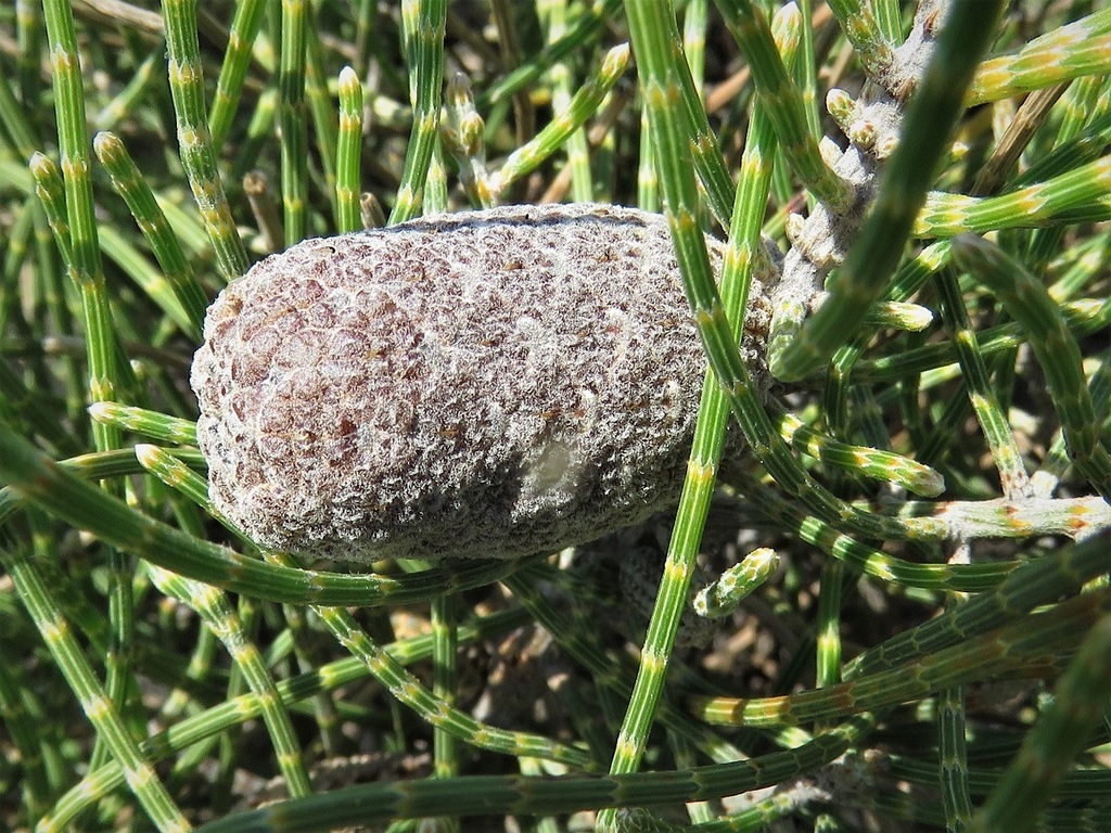 dwarf sheoak from Naturaliste WA 6281, Australia on October 10, 2018 at ...