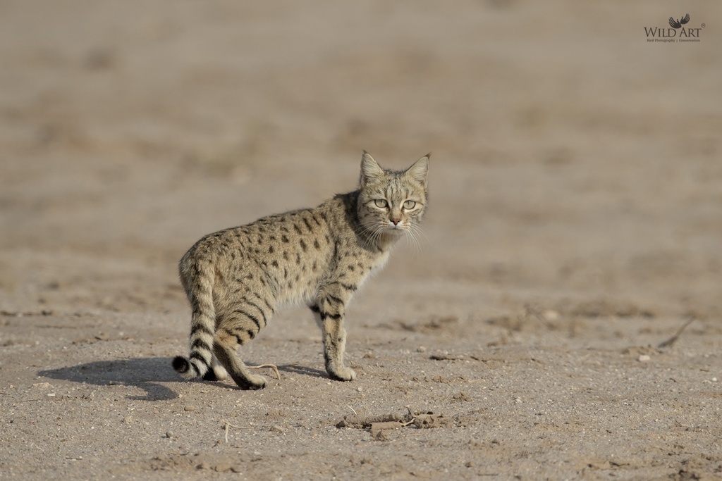 African Wildcat (Felis lybica) - Know Your Mammals