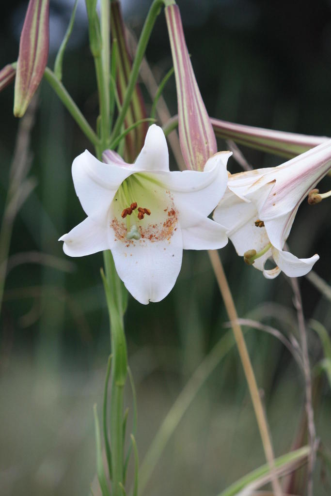true lilies (Lilium) - Botanical Realm