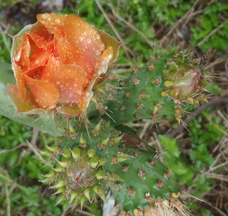 Indian fig opuntia from Mosslands Two River Trail on September 27, 2014 ...