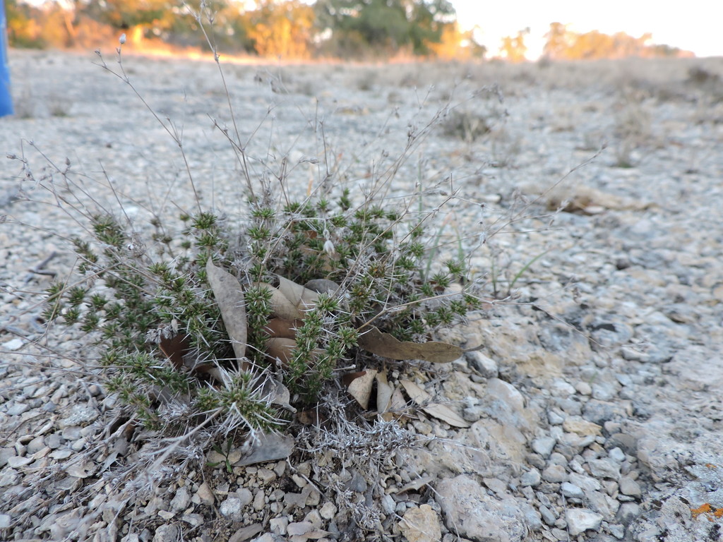 rock sandwort from Parker County, US-TX, US on February 14, 2015 by Sam ...