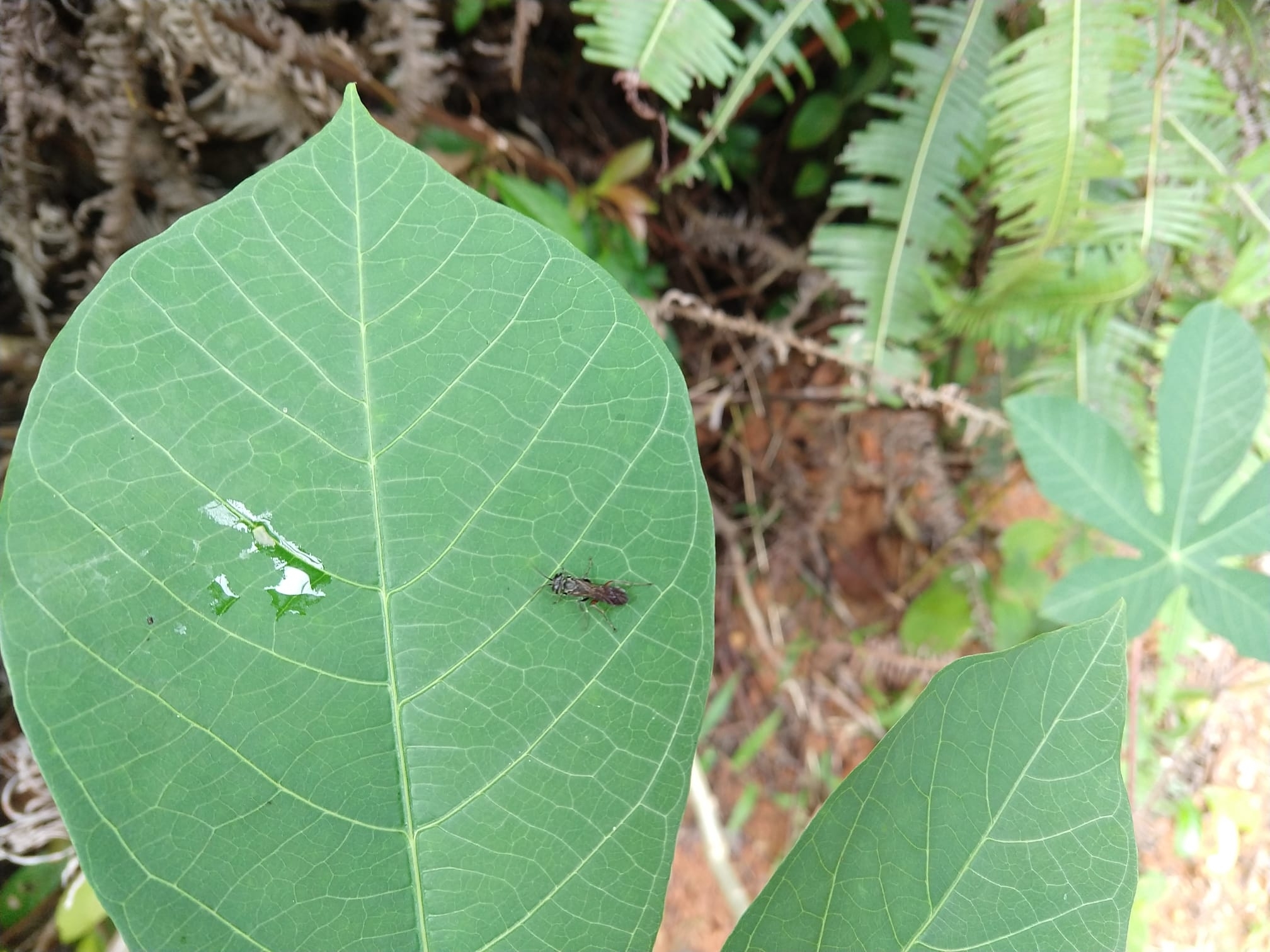 Liris subtessellatus (F.Smith, 1856)