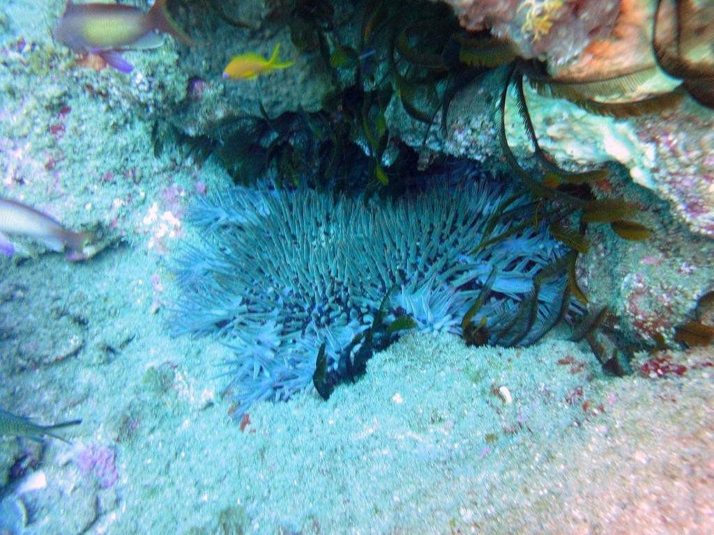 Crown-of-thorns Sea Stars from Sodwana Bay, 2 Mile Simons Cave on ...