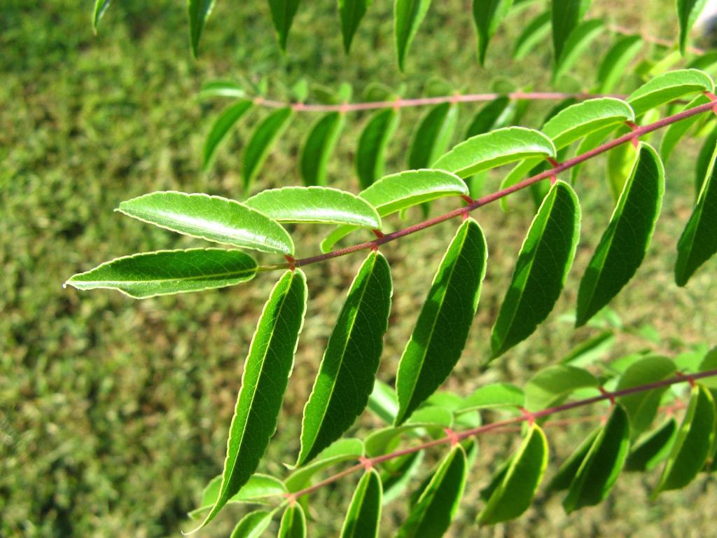 Kirkia (Kirkia acuminata) - Botanical Realm
