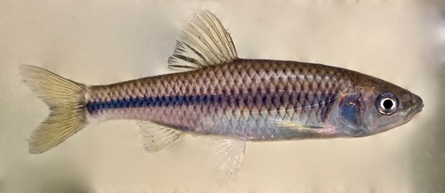 Greenfin Shiner (Cyprinella chloristia) · iNaturalist