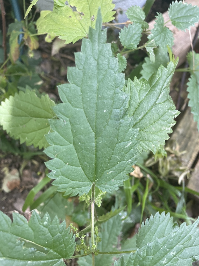 great stinging nettle from Natural History Museum, London, England, GB ...