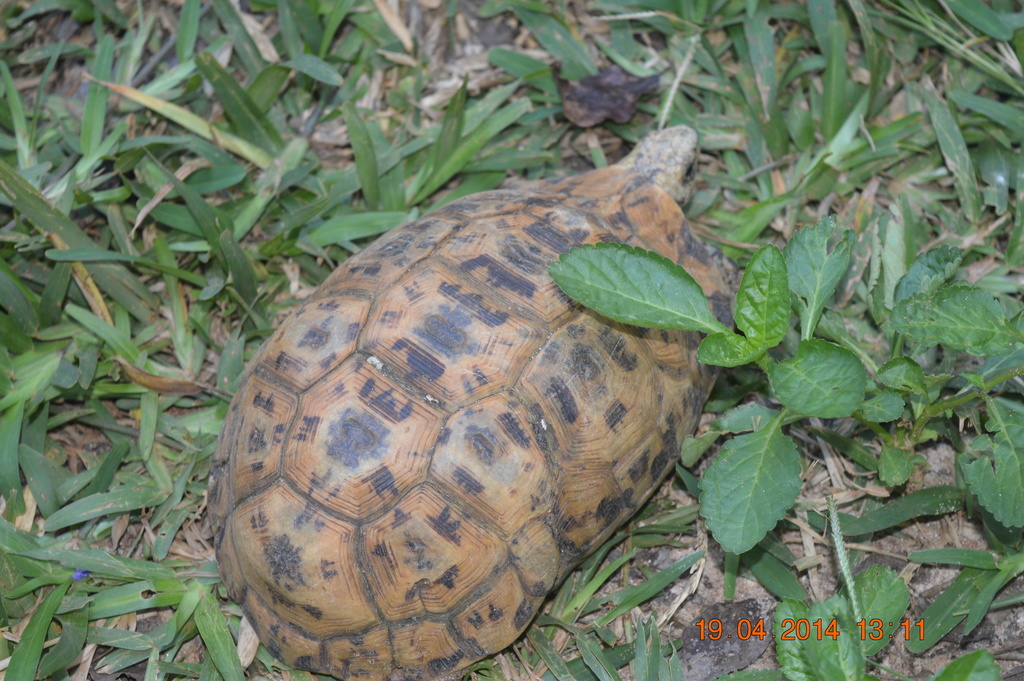 Eastern Hinged-Back Tortoise from Zanzibar on April 19, 2014 at 01:11 ...