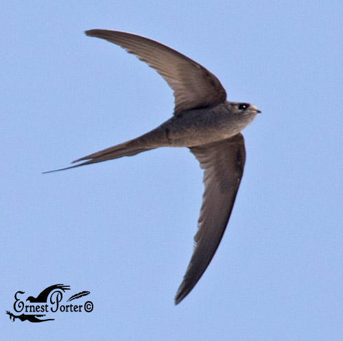 Subspecies Cypsiurus parvus hyphaenes · iNaturalist