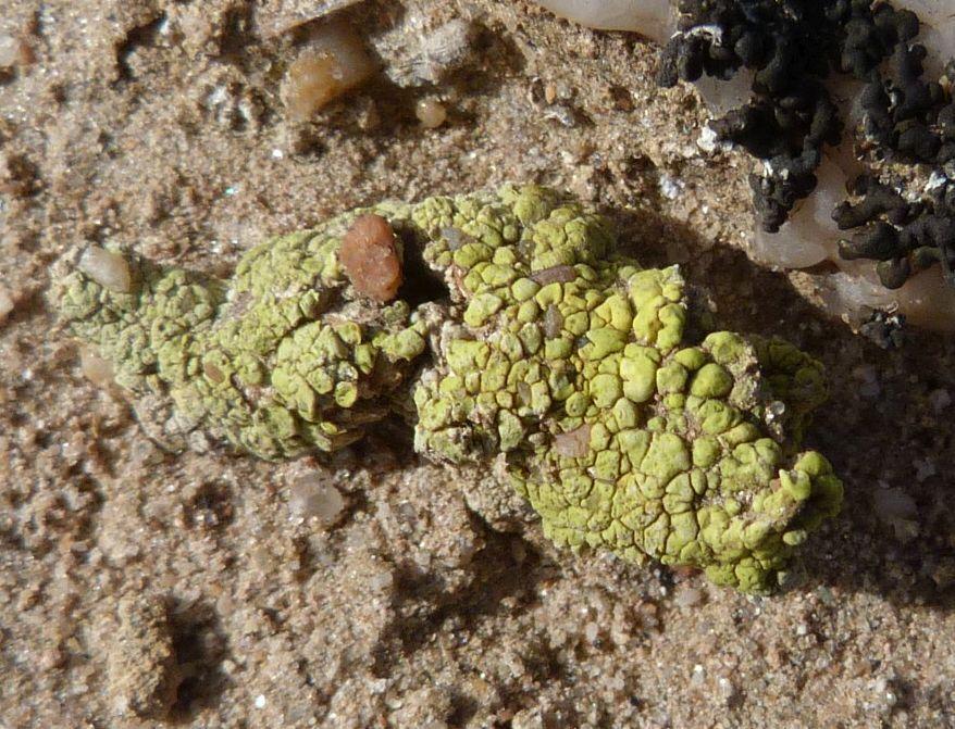 Gypsum Lichen (Fungi of southern Africa) · iNaturalist