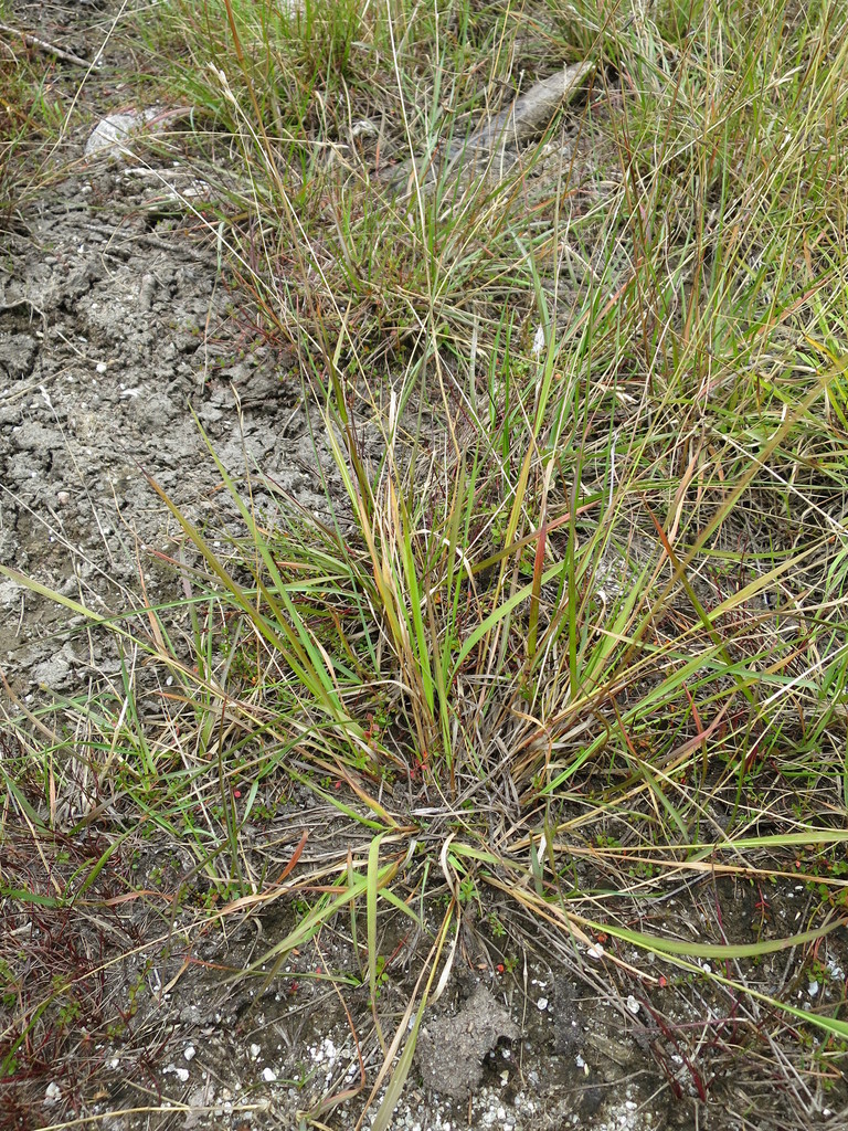 mountain heath grass (Danthonia decumbens) - Botanical Realm