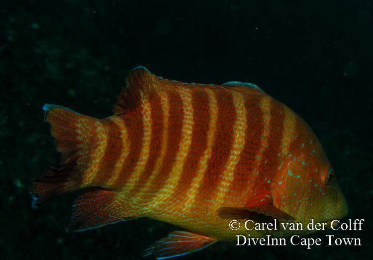 Natal Wrasse (Anchichoerops natalensis) - Marine Life Identification