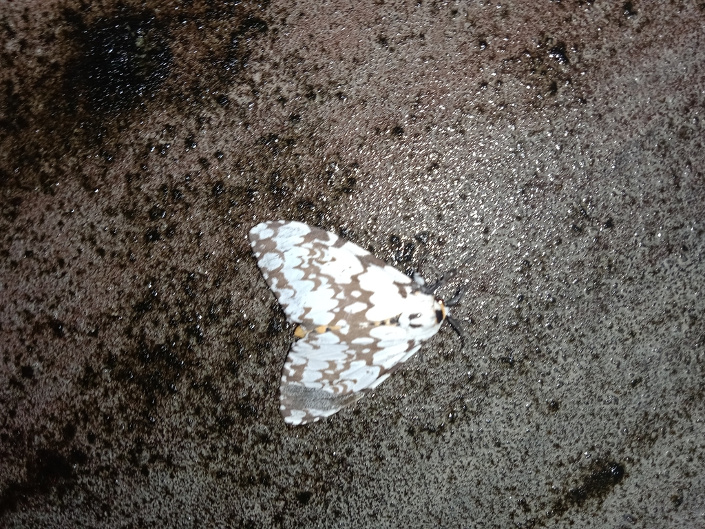 Lymantria from Ezhimala on September 6, 2021 at 08:01 PM by Manoj ...