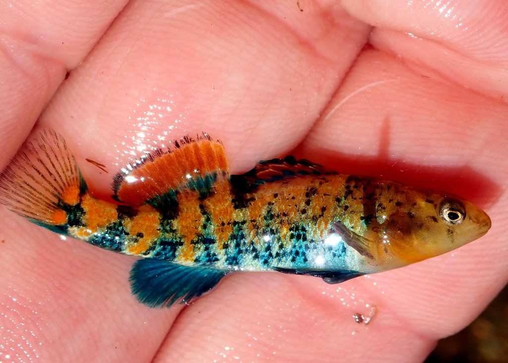 Typical Darters (Etheostoma) - Marine Life Identification