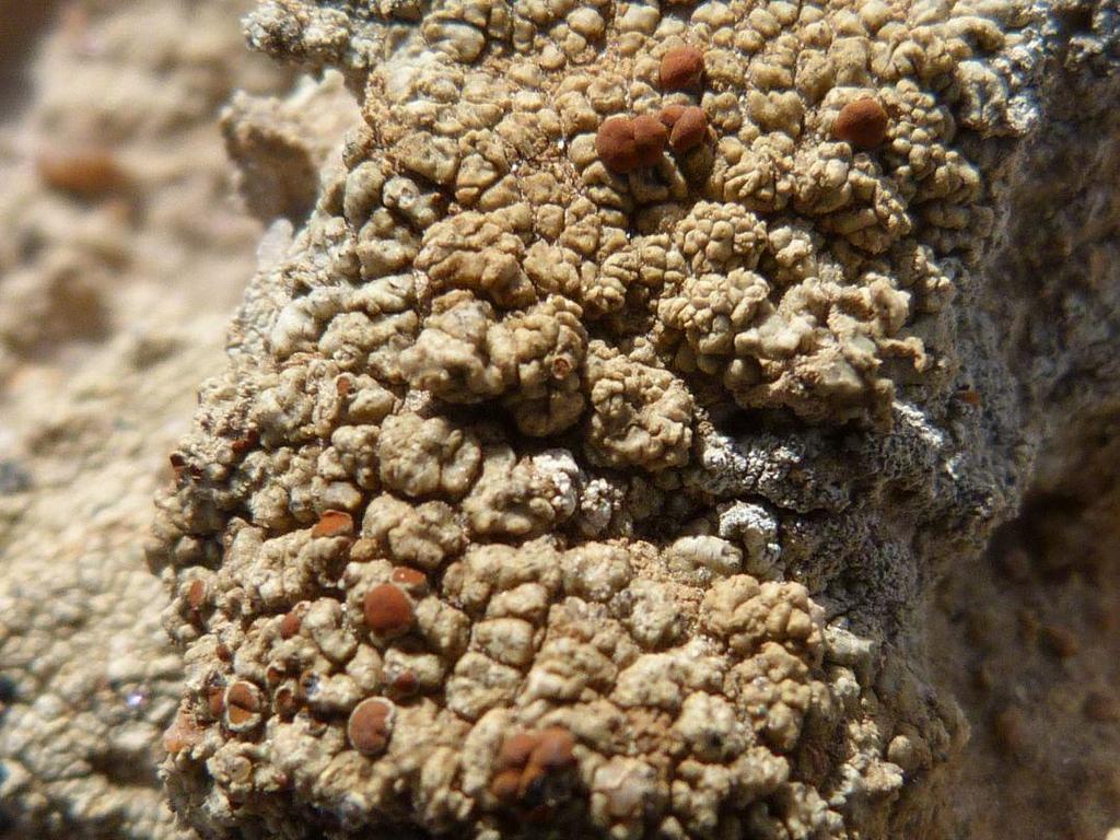 Peeling Gold Lichen (Fungi of southern Africa) · iNaturalist