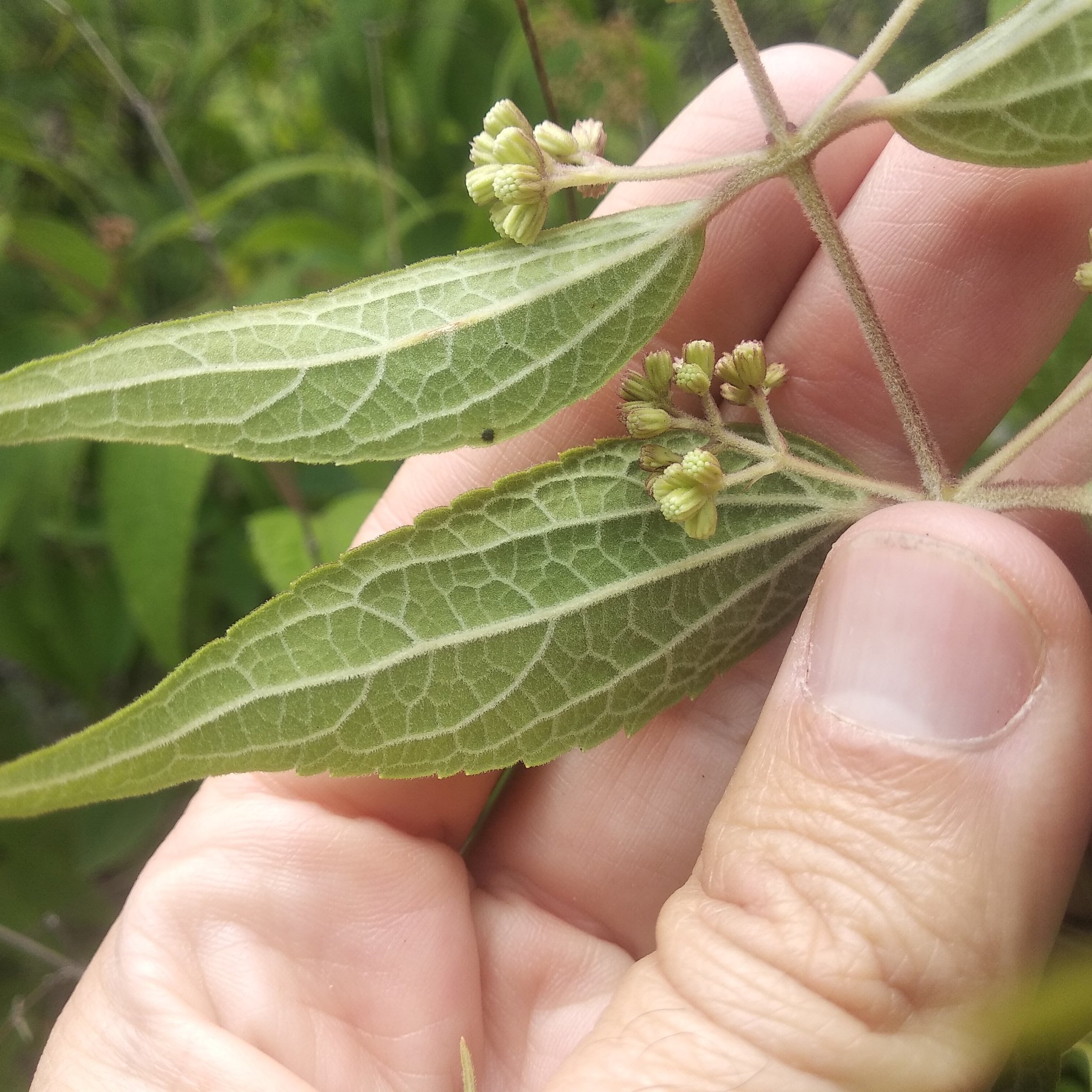 Ageratina areolaris (DC.) D.Gage ex B.L.Turner