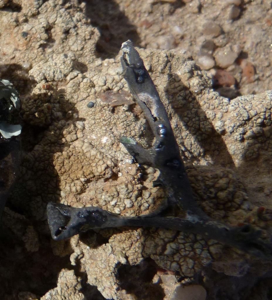 Vagrant Namib Lichen (Fungi of southern Africa) · iNaturalist