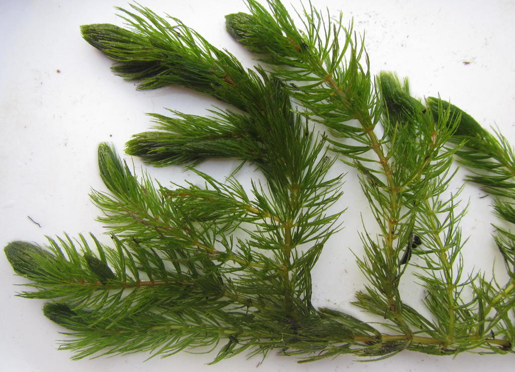 coontail (ADIRONDACK RESEARCH GUIDEBOOK) · iNaturalist