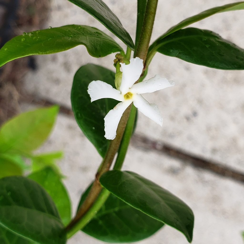 Star jasmine from Barcroft, Arlington, VA 22204, USA on September 5 ...