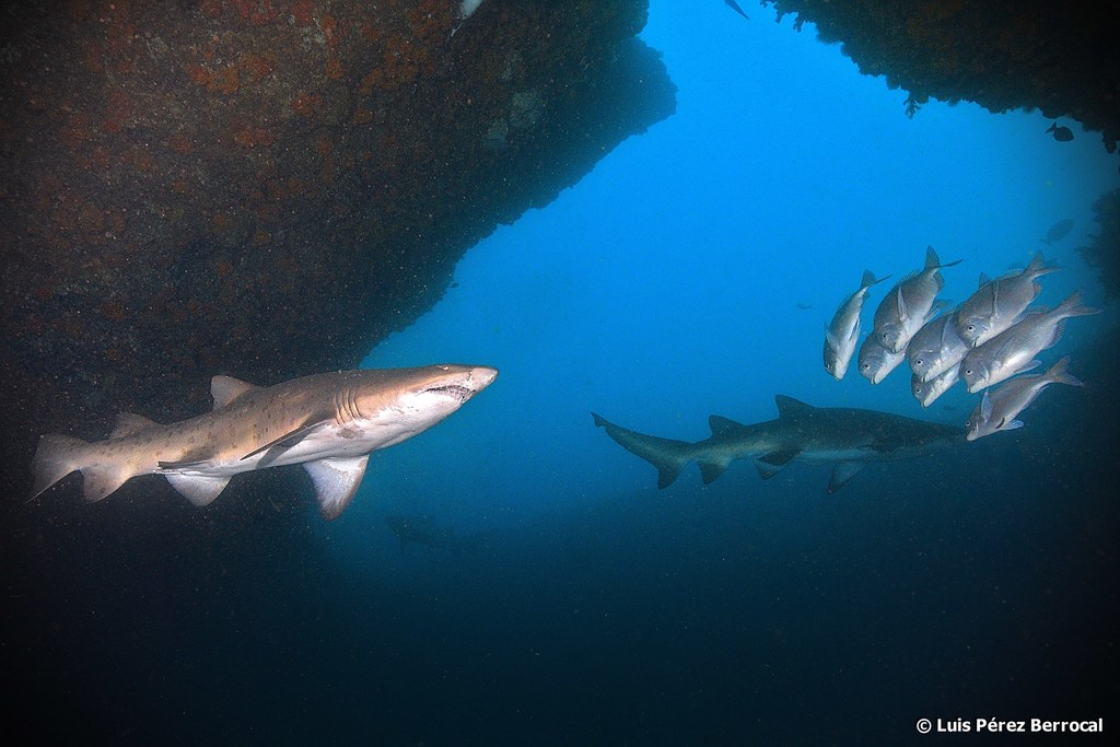 Sand Tiger Shark from Cathedral dive site, Aliwal Shoal, South Africa ...
