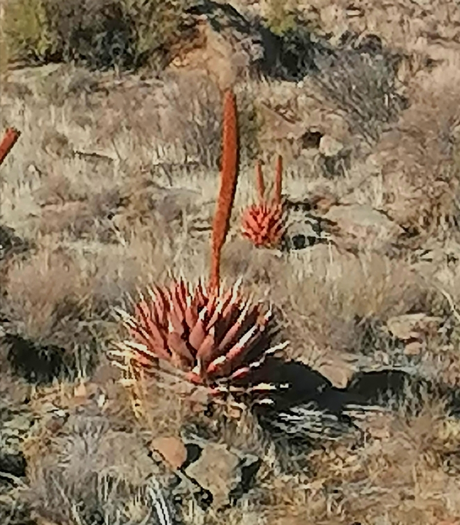 Mountain Aloe from Camdeboo Local Municipality, South Africa on August ...