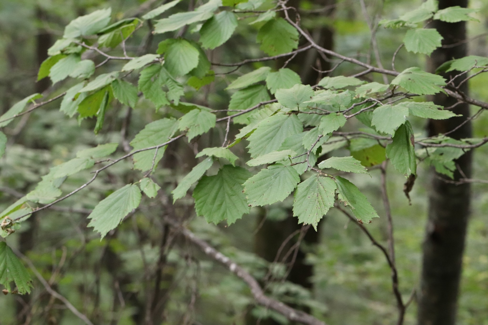 Corylus sieboldiana var. mandshurica (Maxim.) C.K.Schneid.
