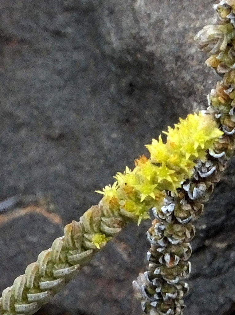 Common Bootlaces from Gamkaberg on September 6, 2014 by Colin Ralston ...