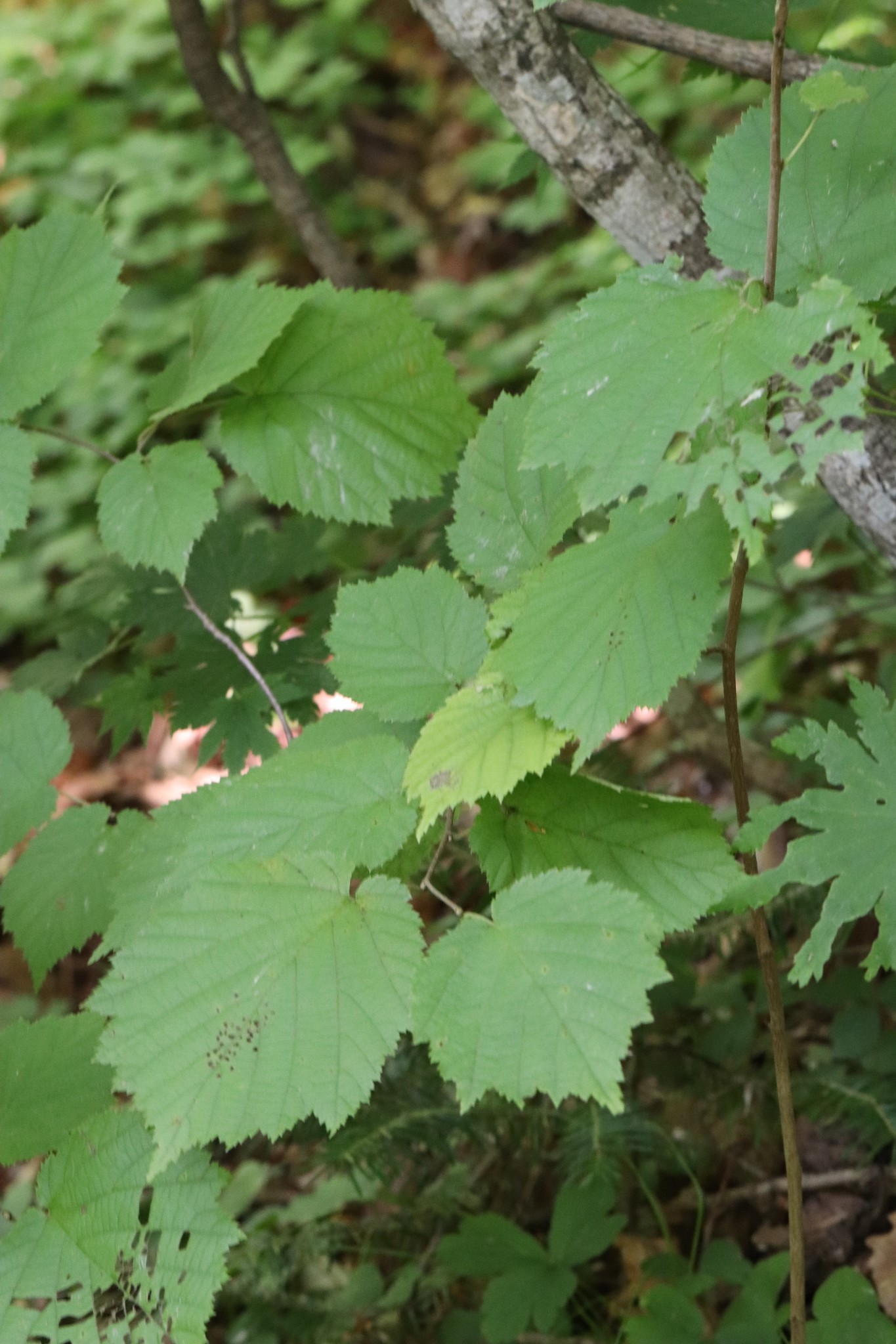 Corylus sieboldiana var. mandshurica (Maxim.) C.K.Schneid.
