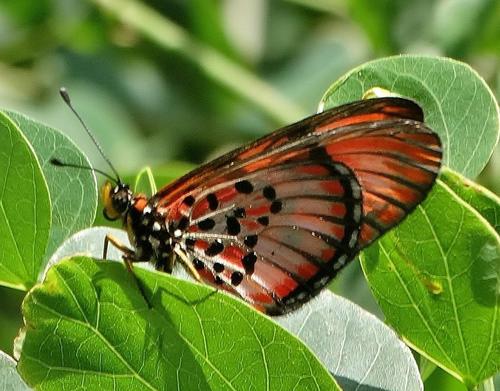 Blood-red Acraea (Rubraea petraea) · iNaturalist