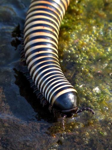 Zebra Songololo (Doratogonus flavifilis) · iNaturalist