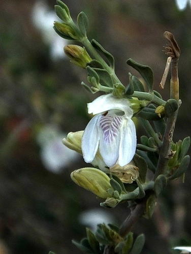 Monechma robustum · Naturalista Costa Rica