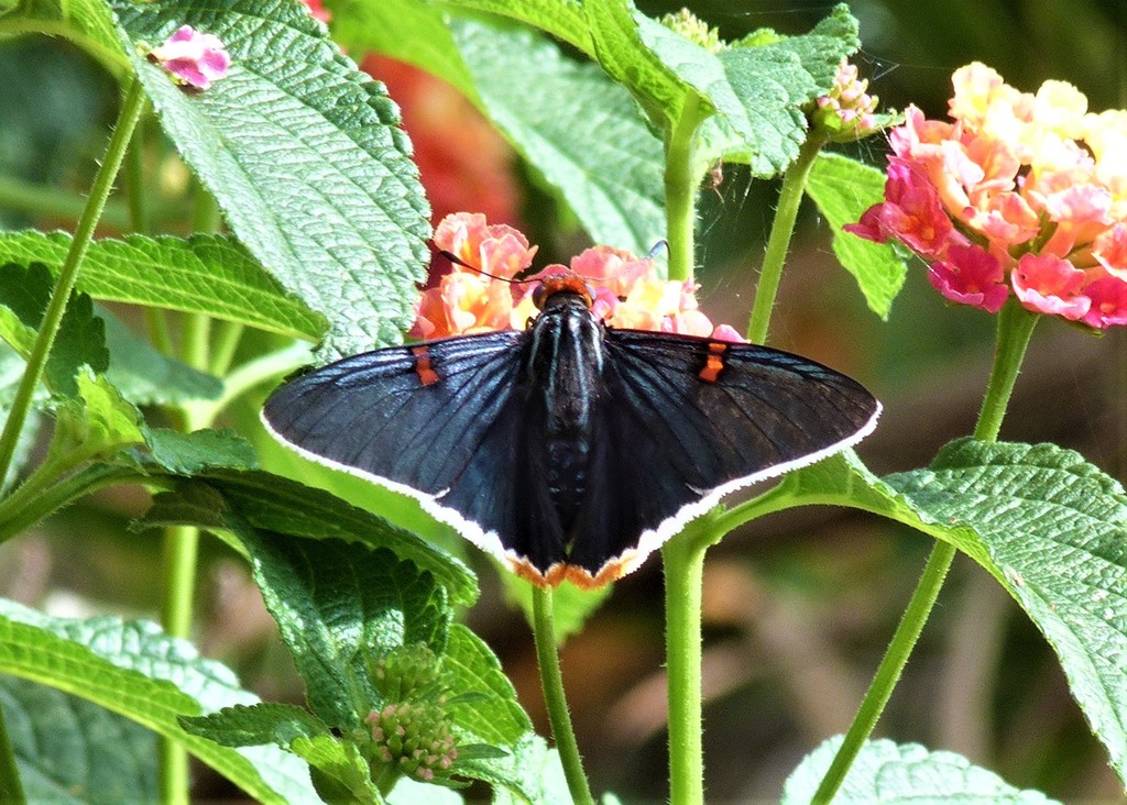 Phocides polybius (Borboletas de Rio Claro, SP/Butterflies of Rio Claro ...
