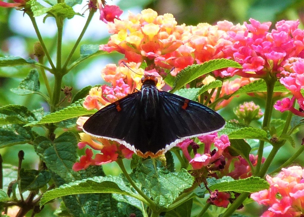 Phocides polybius (Borboletas de Rio Claro, SP/Butterflies of Rio Claro ...