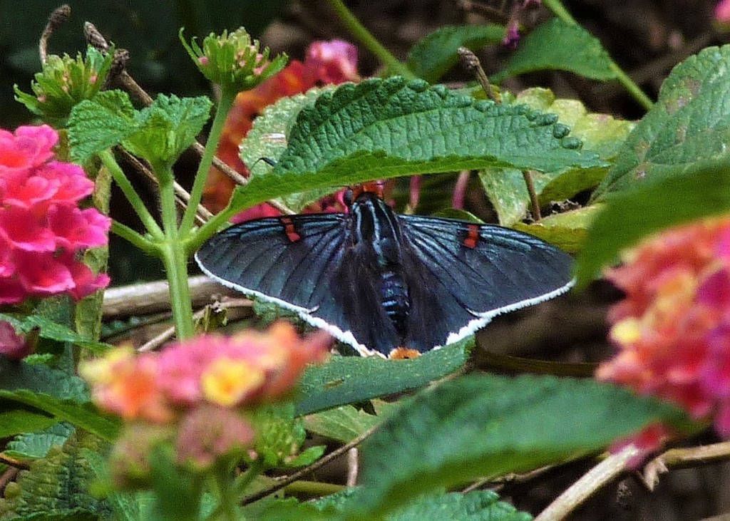 Phocides polybius (Borboletas de Rio Claro, SP/Butterflies of Rio Claro ...