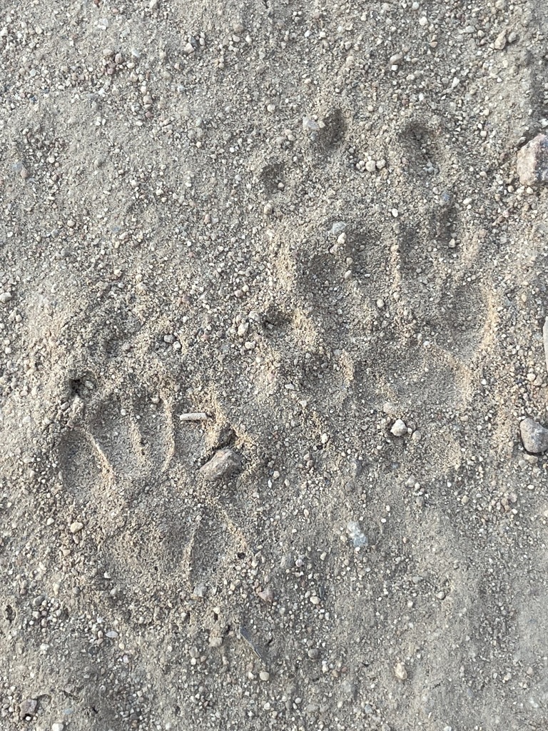 Western Spotted Skunk from San Diego County, CA, USA on September 6 ...
