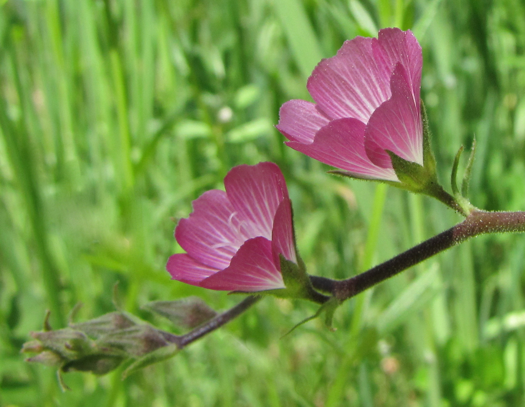Waxy Checkerbloom (Tahoe National Forest) · iNaturalist