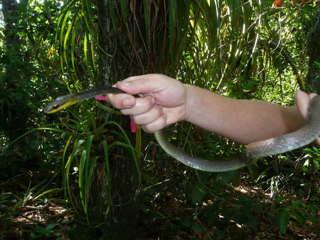 Lower-montane Green Racer (Reptiles of Costa Rica's Southern Caribbean ...
