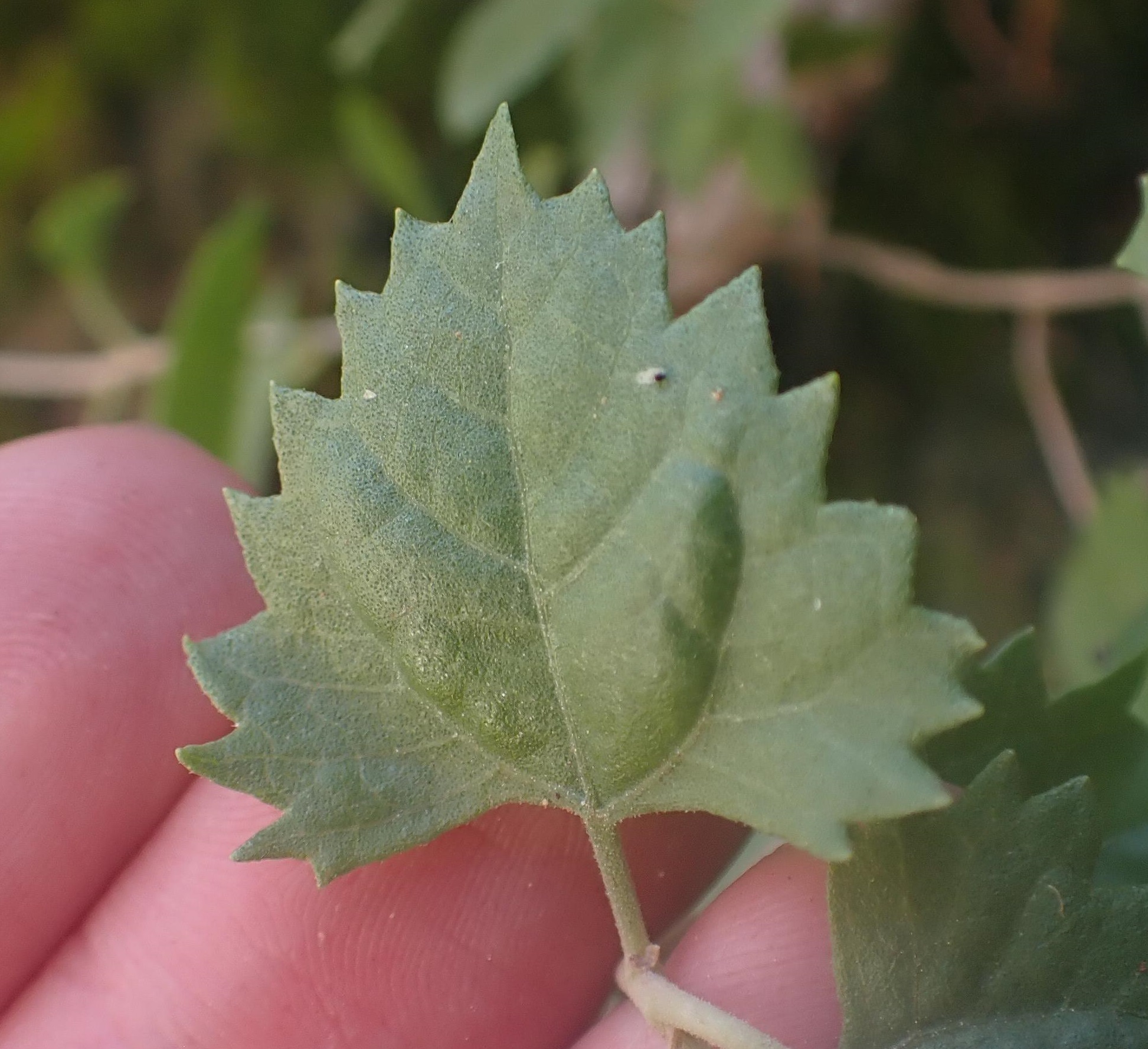 Brickellia baccharidea A.Gray