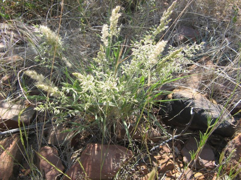 Rock Nine-Awned Grass from Farm Kyffhäuser, Maltahöhe, Namibia on April ...