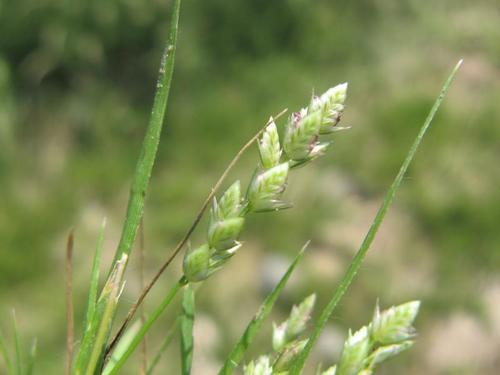 Eragrostis macrochlamys · iNaturalist