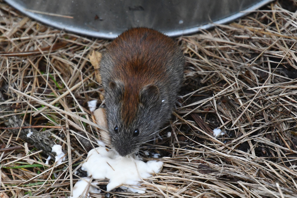 Grey Red-backed Vole from Таймырский Долгано-Ненецкий р-н, Красноярский ...