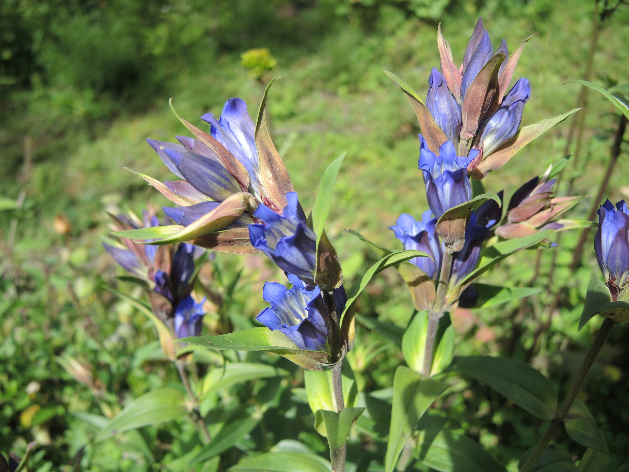 Gentiana spathacea Kunth