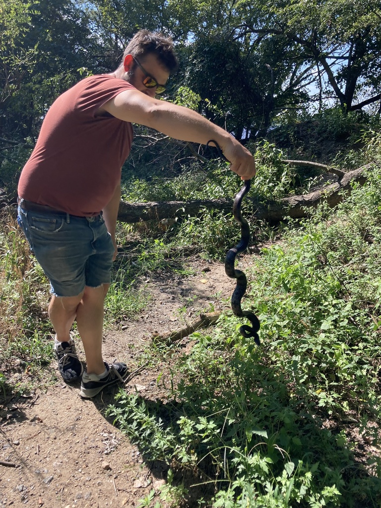 Eastern Ratsnake from Delaire Landing Rd, Philadelphia, PA, US on ...