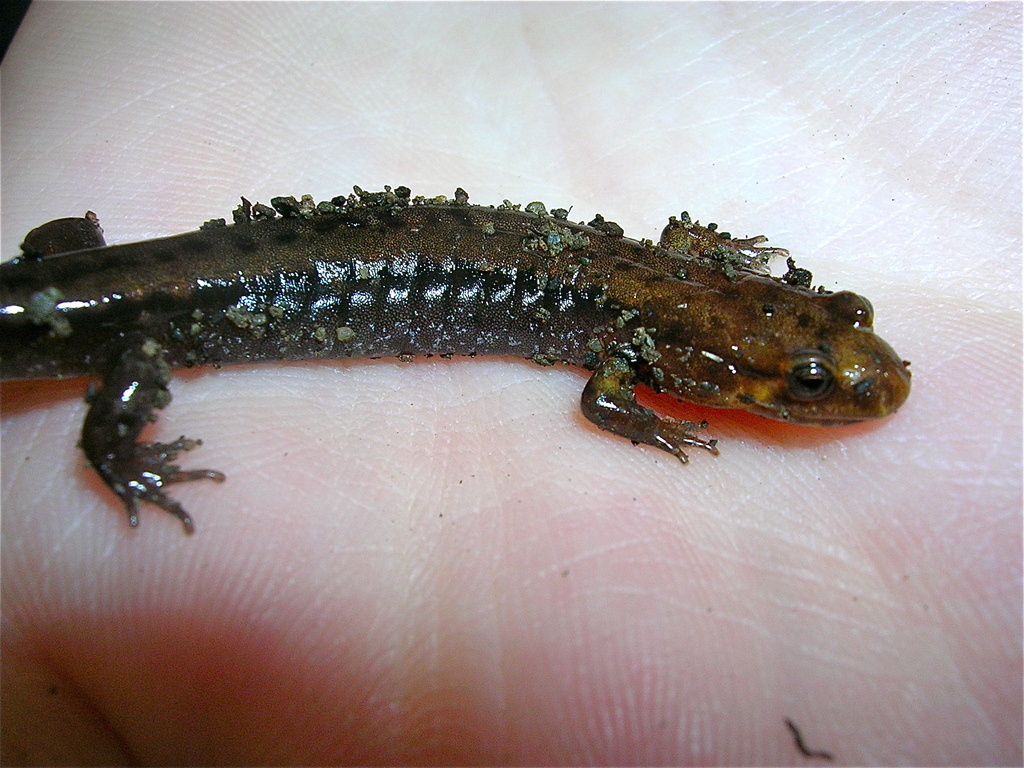 Allegheny Mountain Dusky Salamander from Labrador Hollow on October 01 ...